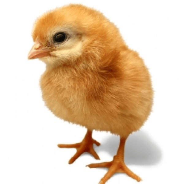 Animales - GETOKEN