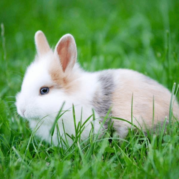 Animales - GETOKEN